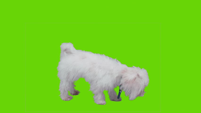 dog eating shot red camera green Stock Footage Video (100% Royalty-free ...