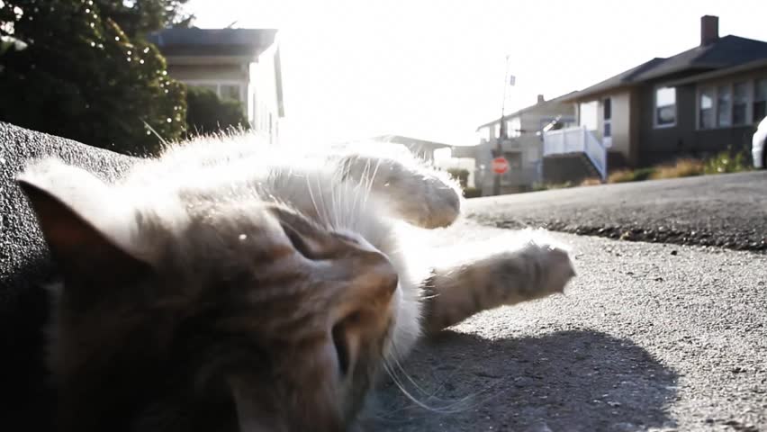 neighborhood cat roll over on sidewalk Stock Footage Video (100% ...