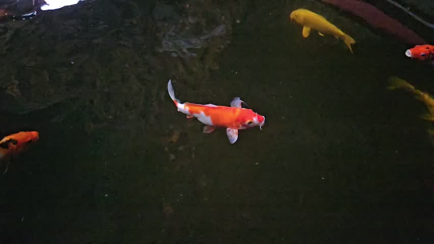 Koi Stock Video Footage | Royalty Free Koi Videos | Pond5