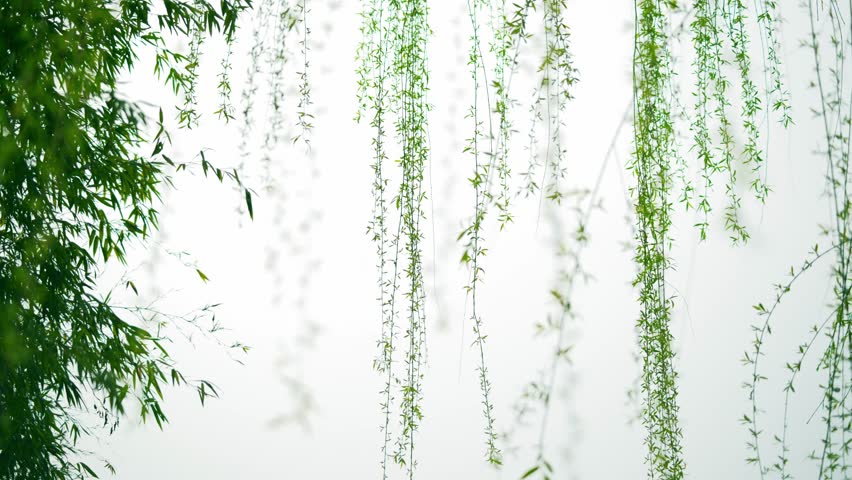 Spring Willow in Bloom image - Free stock photo - Public Domain photo ...