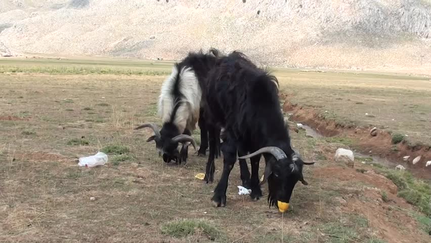 Two Goats Eating Pickings from 库存影片视频（100% 免版税）3609494 | Shutterstock