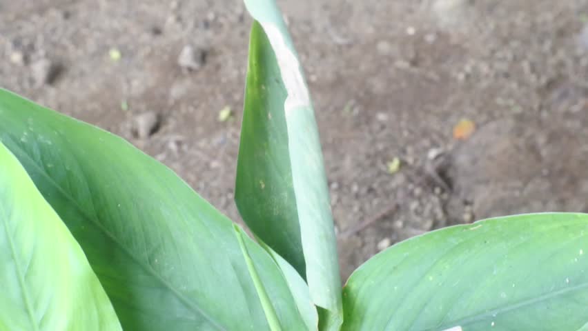 8,879 Turmeric Stock Video Footage - 4K and HD Video Clips | Shutterstock