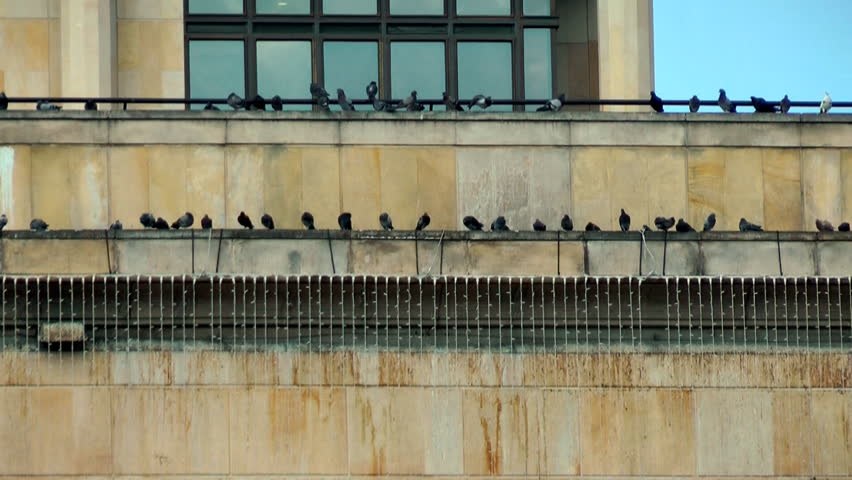 Birds Perched On Old Building Stock Footage Video (100% Royalty-free ...