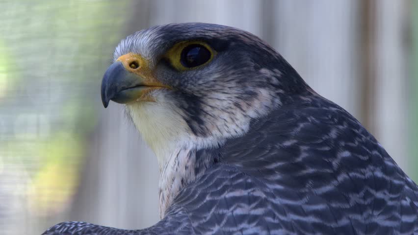 Close up of falcon face image - Free stock photo - Public Domain photo ...