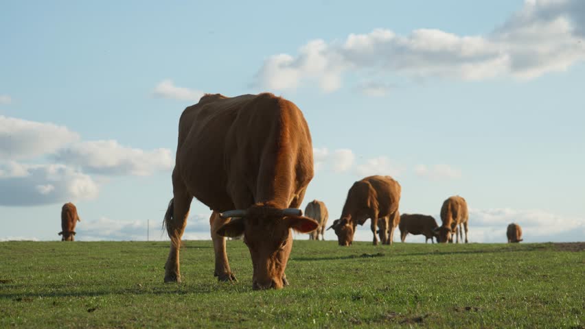 Cows Stock Video Footage | Royalty Free Cows Videos | Pond5