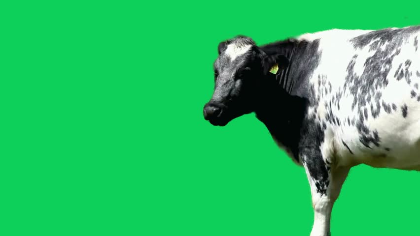 Cowboy Green Screen Stock Videos – Royalty-Free HD & 4K Videos