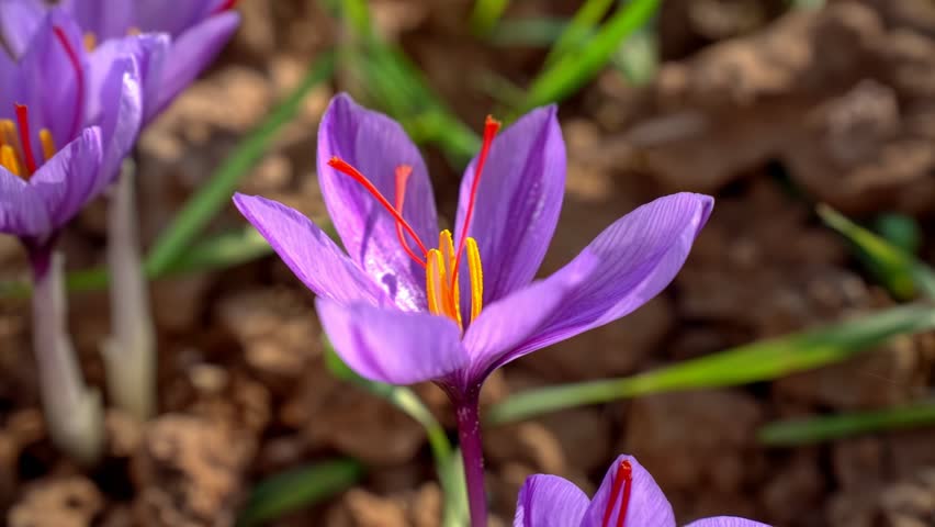 141 Uric Acid Stock Video Footage - 4K and HD Video Clips | Shutterstock