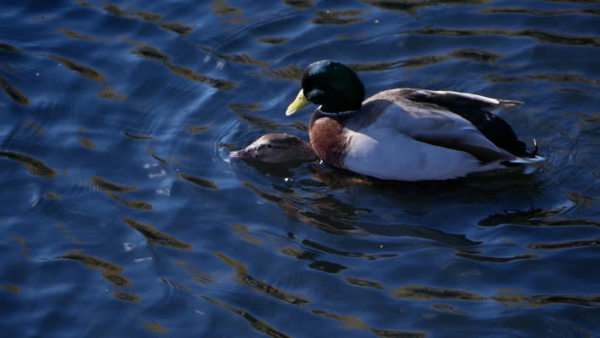 Duck Mating Stock Videos – Royalty-Free HD & 4K Videos