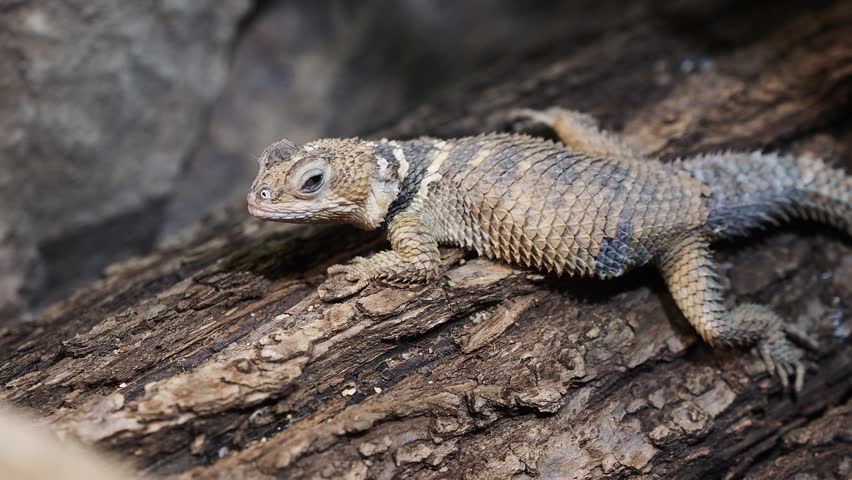 Brown Dragon Lizard on a Branch image - Free stock photo - Public ...