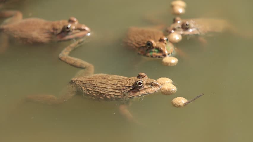 Frog Videos: 4K and HD Video Clips for Download