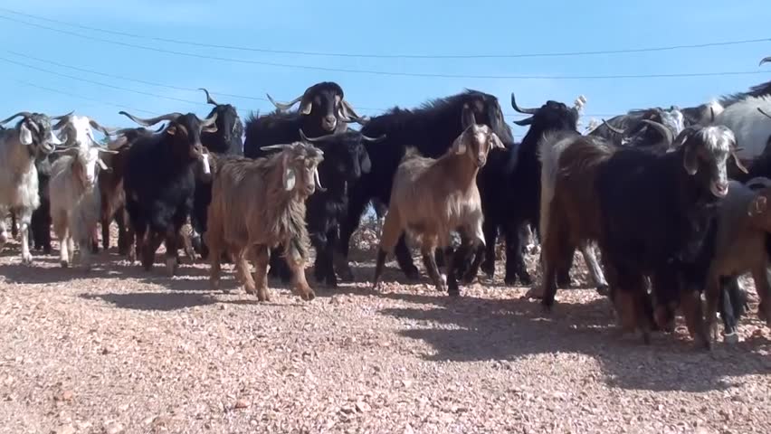 Goat Herd with a Goatherd, Stock Footage Video (100% Royalty-free ...