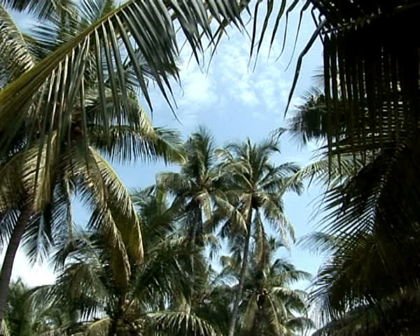 palm tree zoom Stock Footage Video (100% Royalty-free) 365341 ...