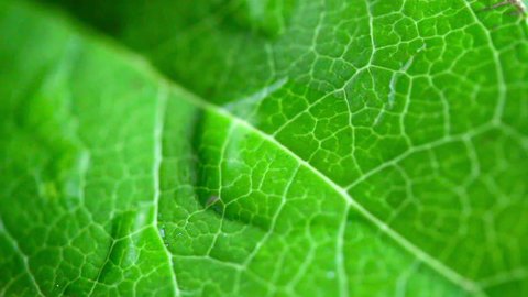 Birch Leaf Under Microscope Background Betula Stock Footage Video (100% ...