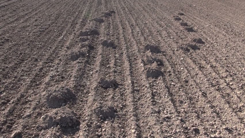 fresh mole molehills on plowed field Stock Footage Video (100% Royalty ...