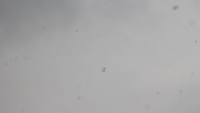 Snow Falling from the Sky Stock Footage Video (100% Royalty-free ...