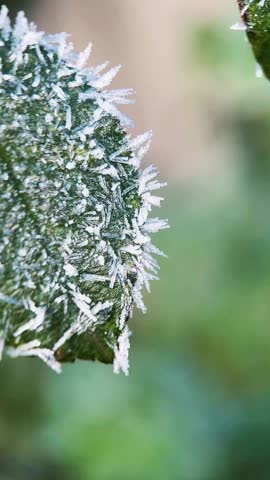 Download Poster Freeze Frame - Videohive - aedownload.com