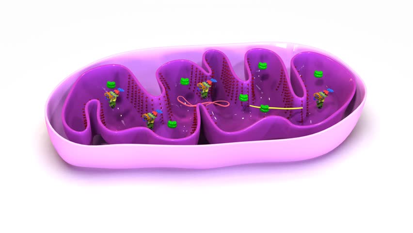 Mitochondria Stock Video Footage | Royalty Free Mitochondria Videos | Pond5
