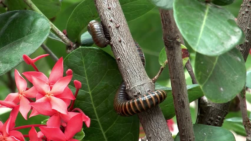 Millipedes, luing, luwing, or keluwing are arthropods (class Diplopoda ...