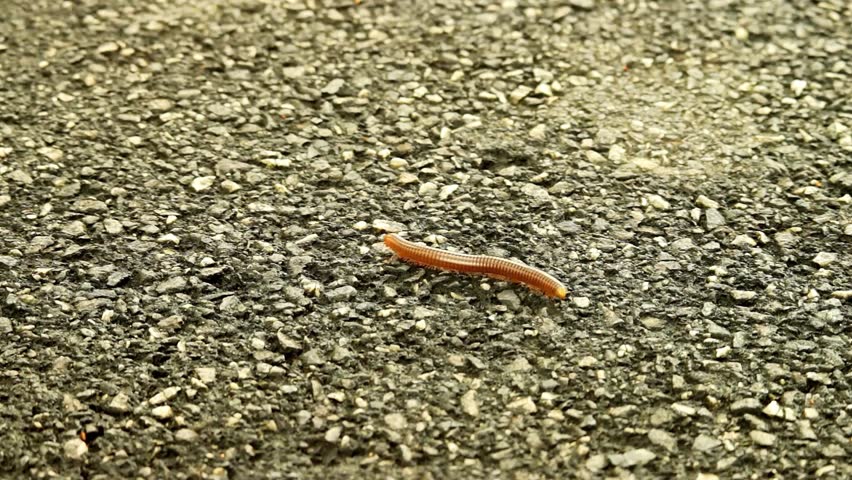 Millipedes, luing, luwing, or keluwing are arthropods (class Diplopoda ...