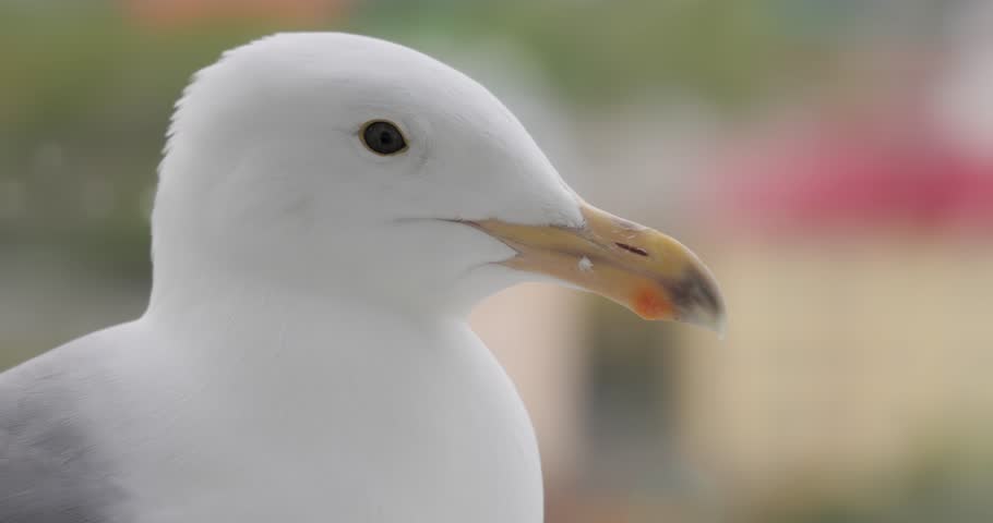 Close-up of seagull head image - Free stock photo - Public Domain photo ...