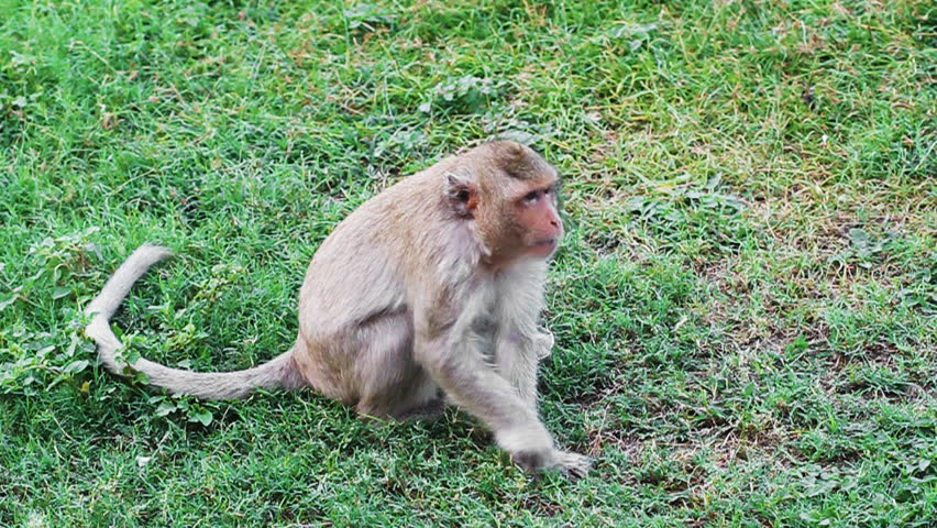 Thai Monkey Eating the Grass Stock Footage Video (100% Royalty-free ...