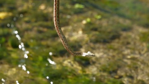 Underwater Sand Worm Poke Their Heads Stock Footage Video (100% Royalty ...