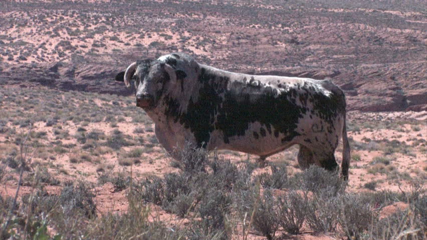 male stud bulls arizona desert near Stock Footage Video (100% Royalty ...