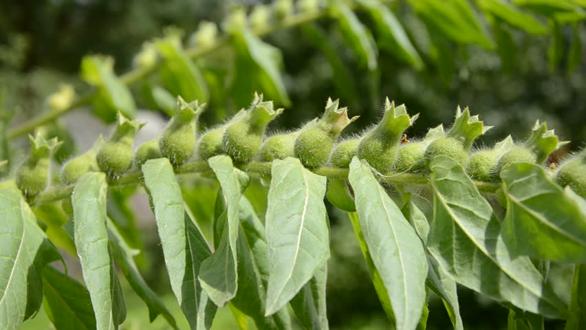 Henbane Hyoscyamus Niger Seeds Boxes Stock Footage Video (100% Royalty ...
