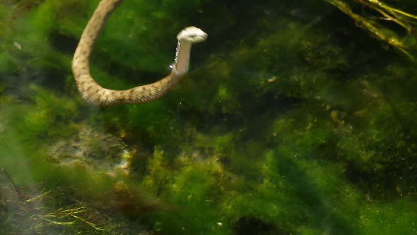 Copperhead snake in the Water image - Free stock photo - Public Domain ...