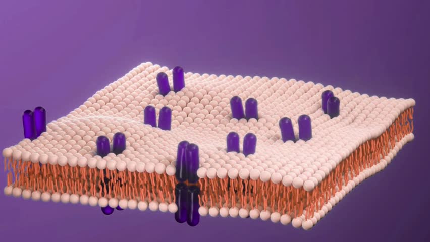 1,114 Lipids Stock Video Footage - 4K and HD Video Clips | Shutterstock