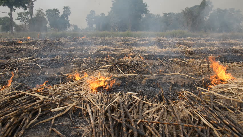 fire burning sugarcane make harvest faster Stock Footage Video (100% ...