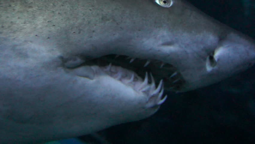 Ragged-tooth Shark Close up While Stock Footage Video (100% Royalty ...