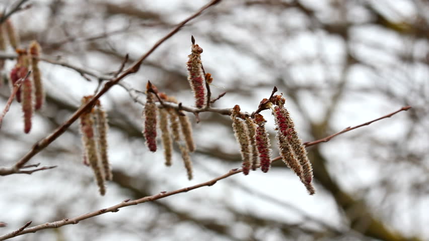 Branch with Hanging Catkin Buds Stock Footage Video (100% Royalty-free ...