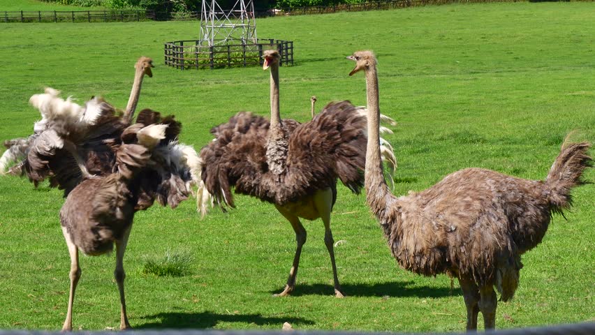 Ostrich Running Stock Videos – Royalty-Free HD & 4K Videos