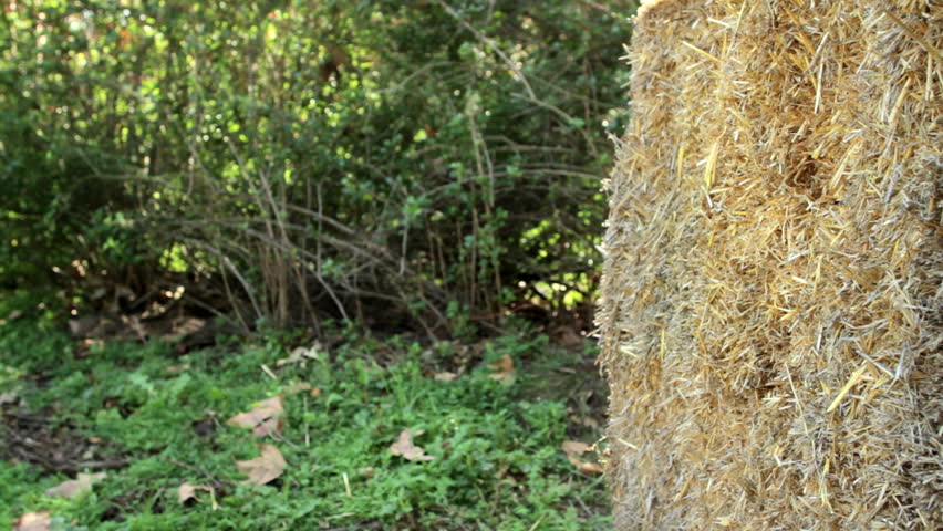 Arrows Hitting Straw Bale Used Stock Footage Video (100% Royalty-free ...