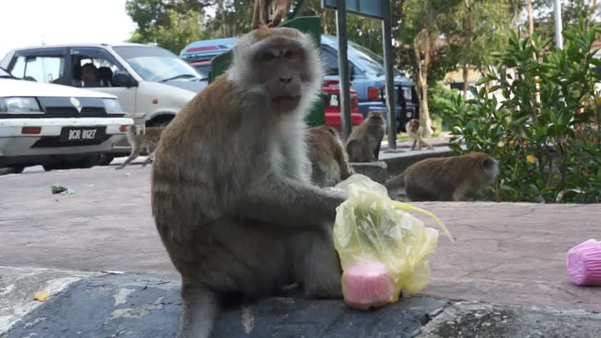 Monkey Eating Cake in Action. Stock Footage Video (100% Royalty-free ...