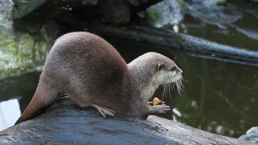 Laughing otter Stock Video Footage - 4K and HD Video Clips | Shutterstock