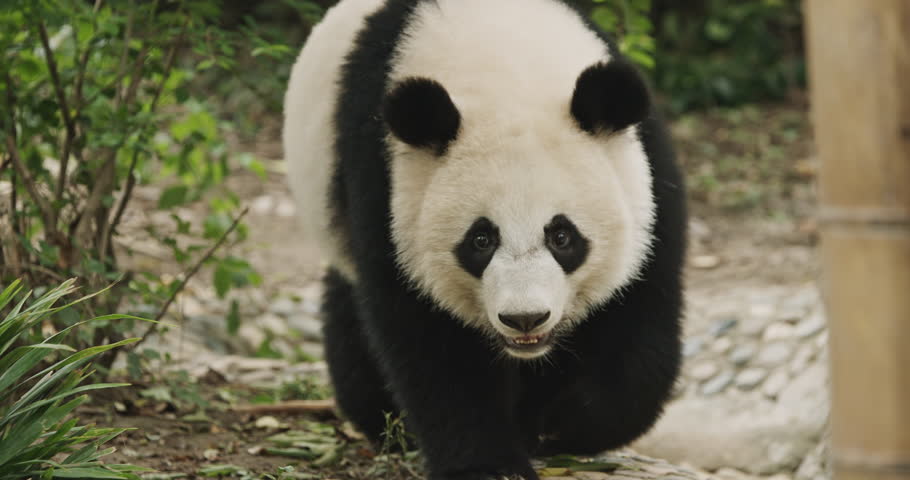 Download The Simply Stories - aedownload.com