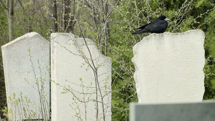 Black Crow On Tombstone at Stock Footage Video (100% Royalty-free ...