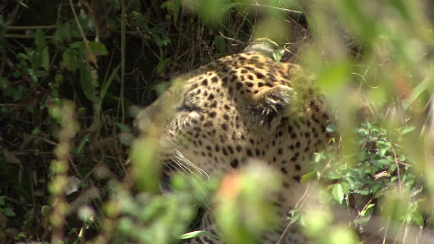 A Leopard Moves from Concealment Stock Footage Video (100% Royalty-free ...