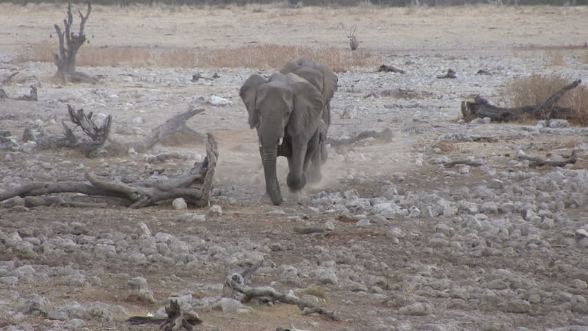 Elephants Running Towards Camera Stock Footage Video (100% Royalty-free ...