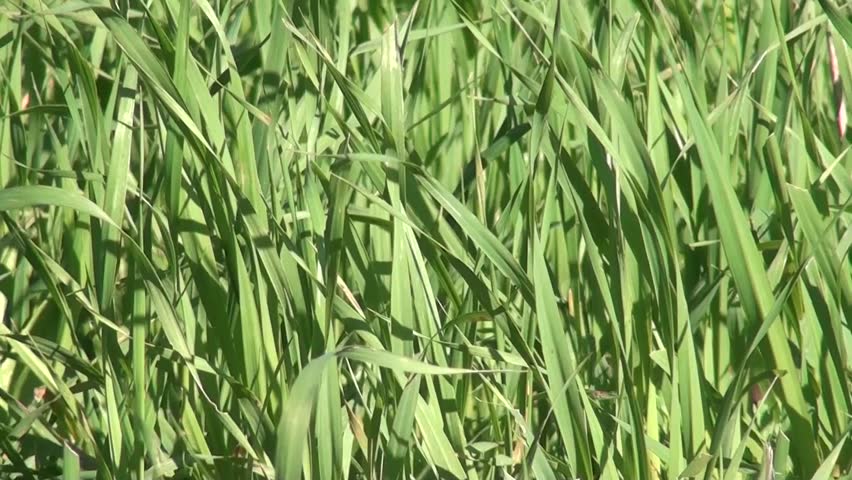 green mature lush grass zoom out Stock Footage Video (100% Royalty-free ...