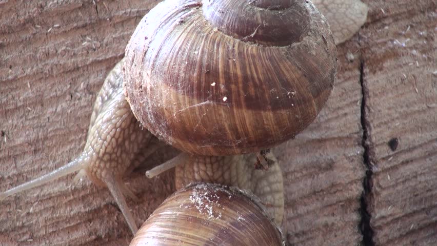 two snails crawling on stump Stock Footage Video (100% Royalty-free ...