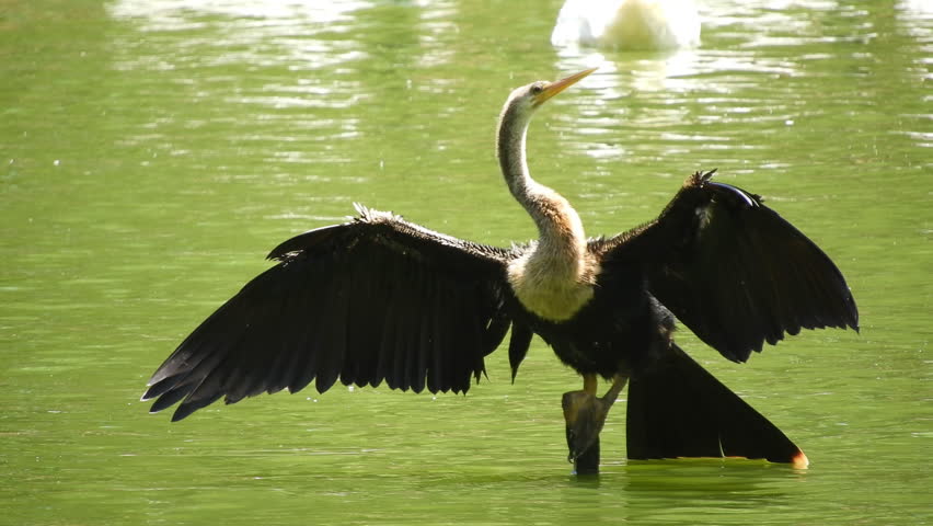 Anhinga Bird image - Free stock photo - Public Domain photo - CC0 Images