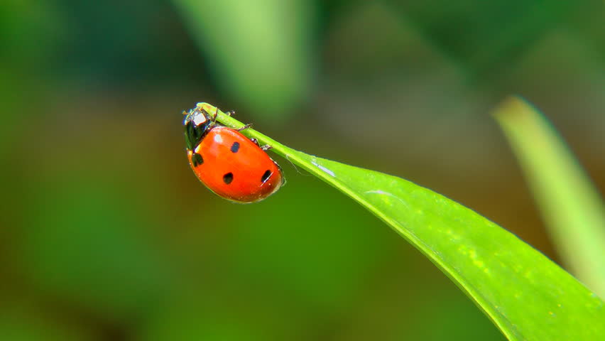 Ladybug Eating the Green Leaves Stock Footage Video (100% Royalty-free ...