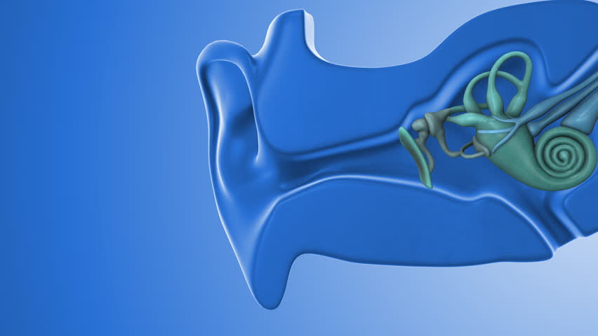 The physiology of ear sound transmission involves a complex process ...