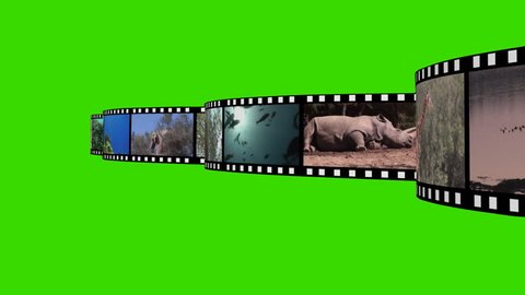 Animal Film Reel Green Screen 2 Stock Footage Video (100% Royalty-free ...