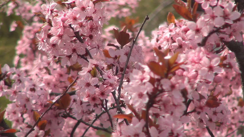 Blooming Trees Orchard, Spring Flowers Stock Footage Video (100% ...