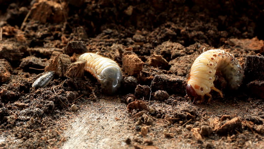 grubs soil Stock Footage Video (100% Royalty-free) 3734696 | Shutterstock