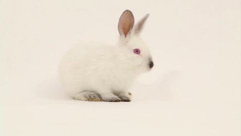 Rabbit Stock Footage Video (100% Royalty-free) 3735449 | Shutterstock